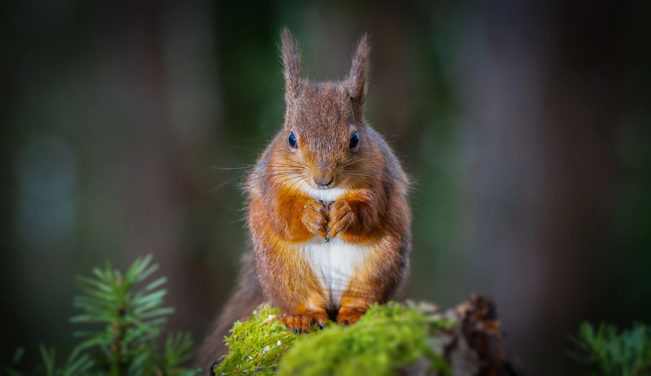 The Mindful Squirrel